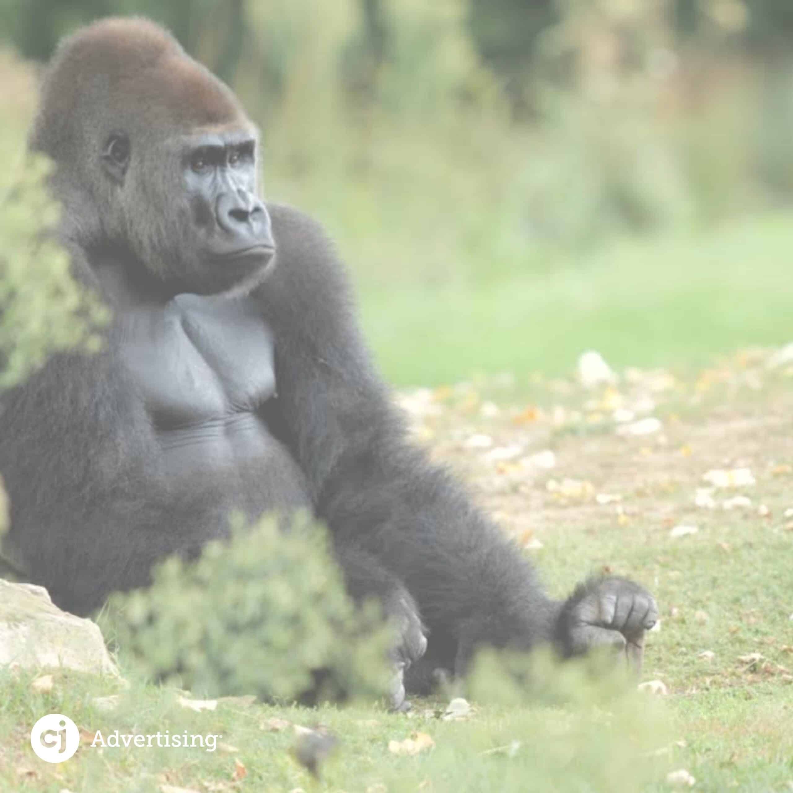 What Happens When an 800-Pound Gorilla Enters Your Market? - cj Advertising